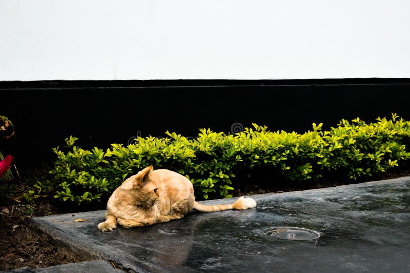 Orange Cat with a Grumpy Face Stock Image - Image of grass, plant ...