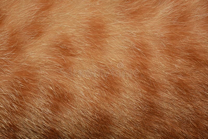 Orange Cat Hair, Full Frame Orange Fur, for the Background Stock Photo ...