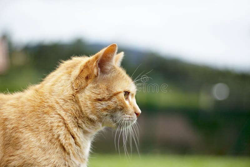 Orange cat stock image. Image of domestic, whiskers, animal - 59247327