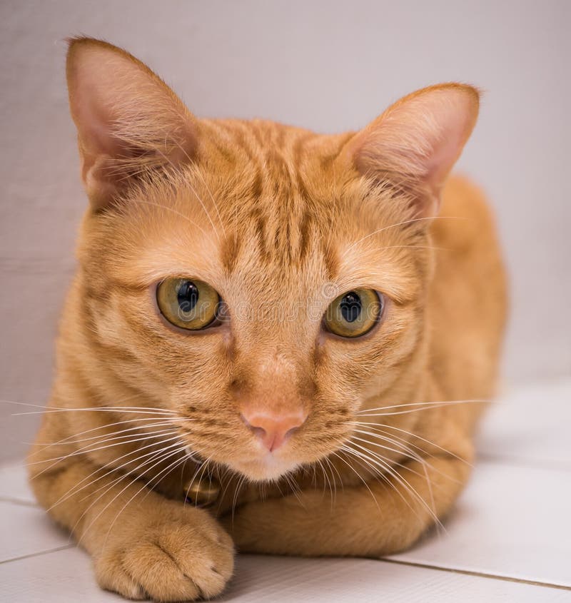 Orange cat in house 1 stock photo. Image of nature, fluffy - 59828188