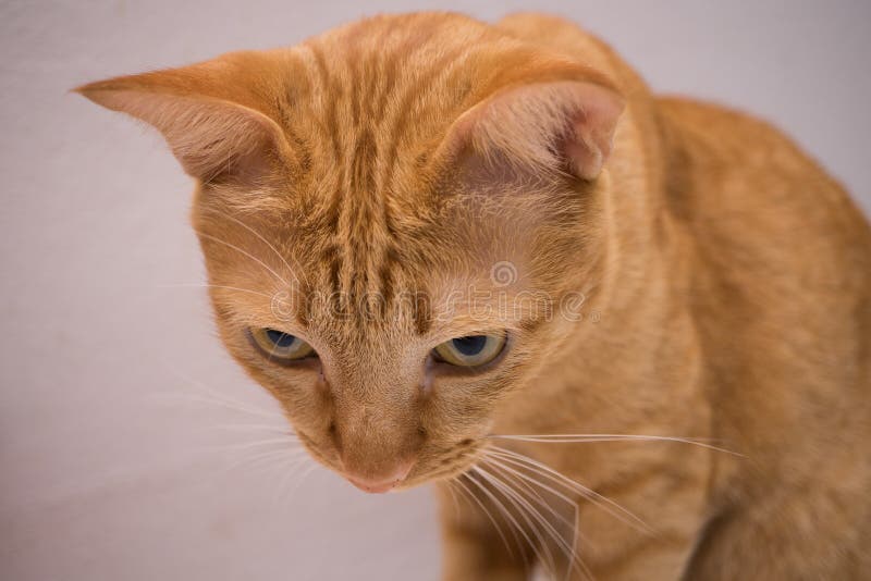 Orange cat in house 1 stock photo. Image of looking, friendship - 59828126