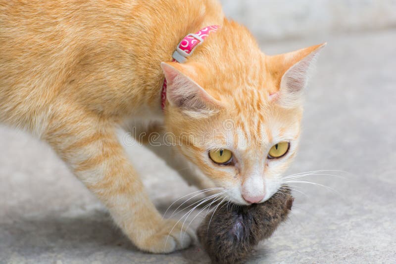 Orange cat and hunting rat stock photo. Image of nature - 39358972