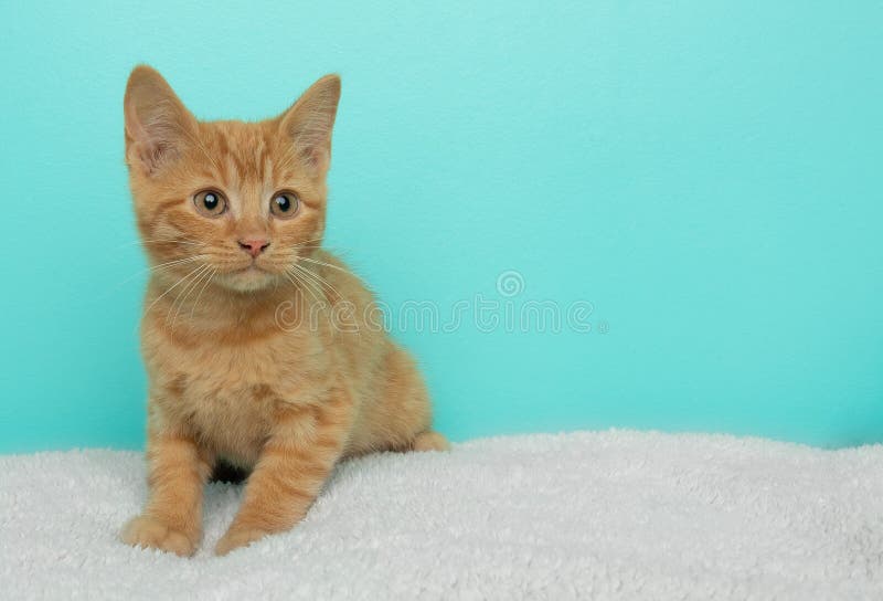 Orange Cat Kitten Sitting Down Stock Photo - Image of animal, closeup ...