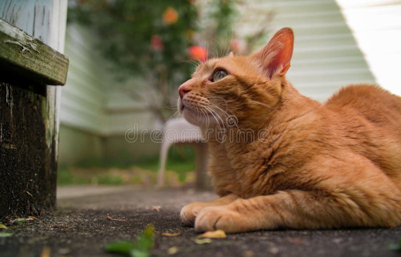 Orange Cat Laying on Sidewalk Looking Up Stock Photo - Image of ...