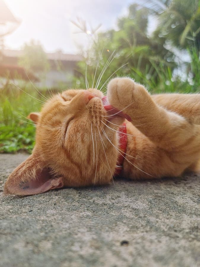Orange Cat Lickings Hand, Cute Cat Dress Up Stock Photo - Image of ...