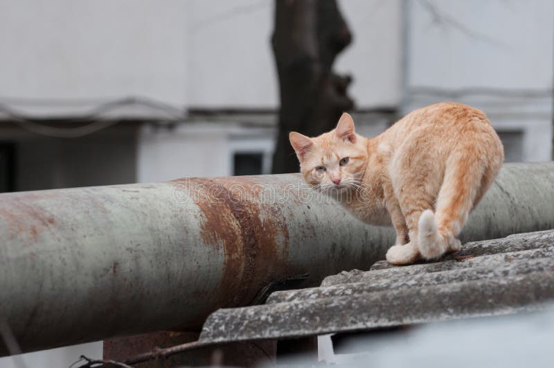 An Orange Cat Looking Back To the Camera Stock Image - Image of ...