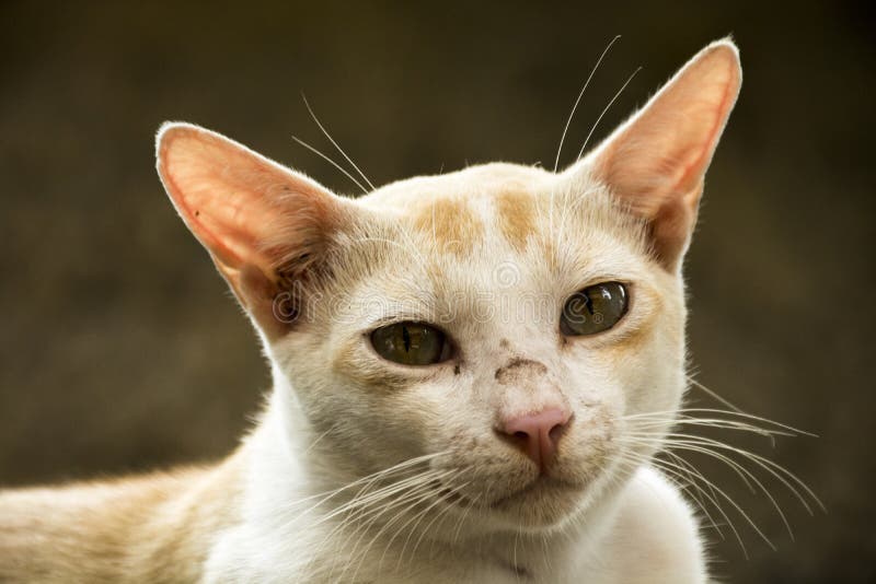 Orange Cat looking front stock photo. Image of sitting - 111674638