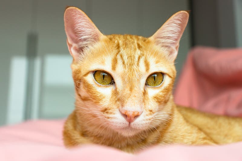 Orange Cat Looking on the Pink Bed in the Bedroon Stock Photo - Image ...