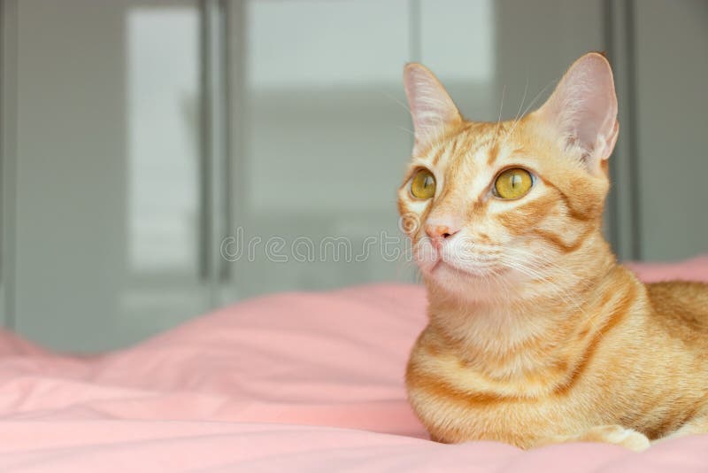 Orange Cat Looking on the Pink Bed in the Bedroon Stock Image - Image ...