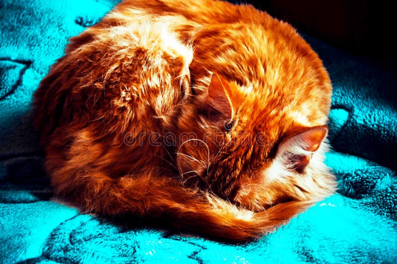 Orange Cat Lying on a Blue Surface Stock Photo - Image of adorable ...
