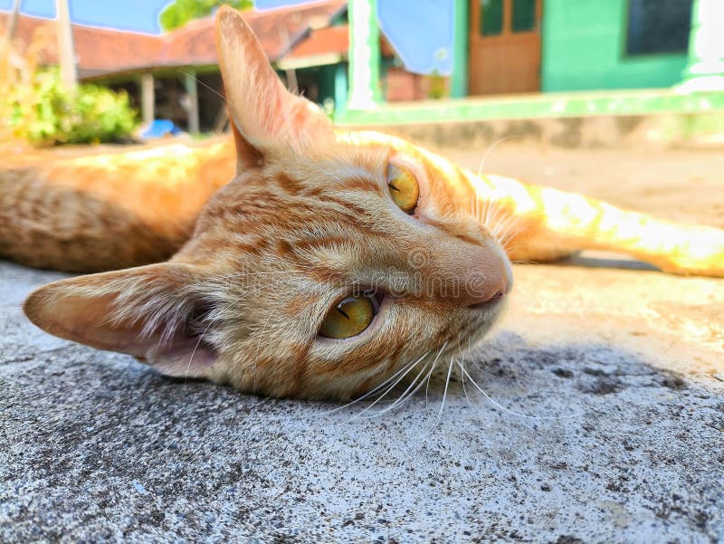 An Orange Cat Lying on the Floor with Sharp Eyes Stock Image - Image of ...