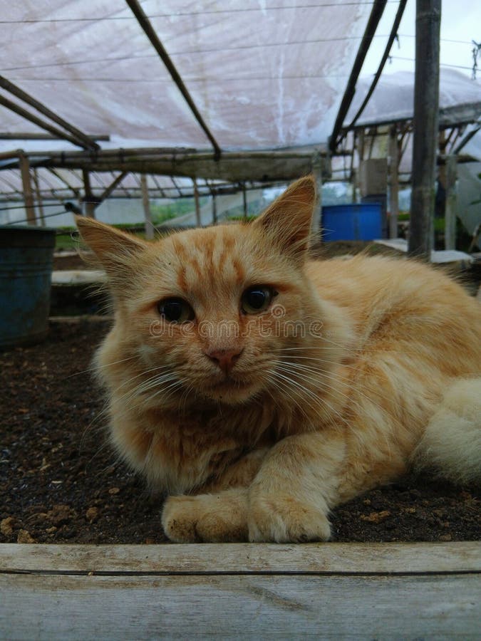 Arange cat stock image. Image of nose, snout, orange - 390022639