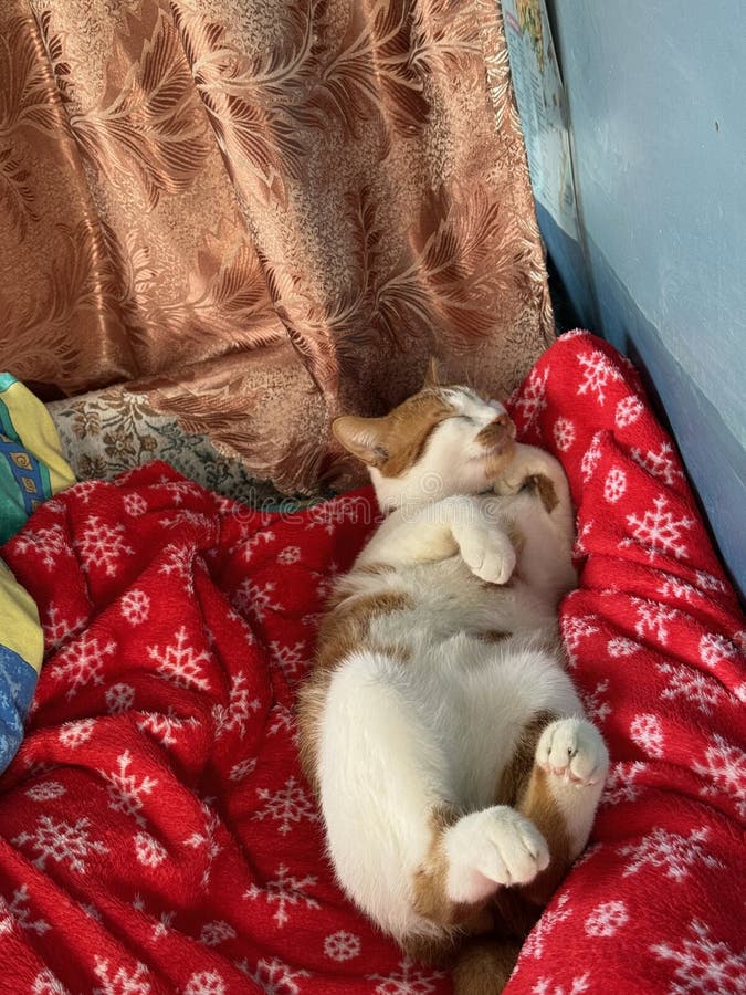 An Orange Cat is Lying on Its Back, Paws Up. the Cat is Resting Stock ...