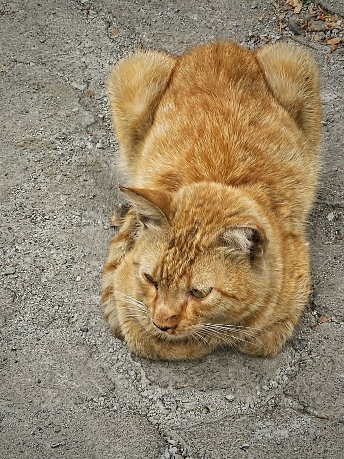 28,508 Cat Cold Stock Photos - Free & Royalty-Free Stock Photos from ...