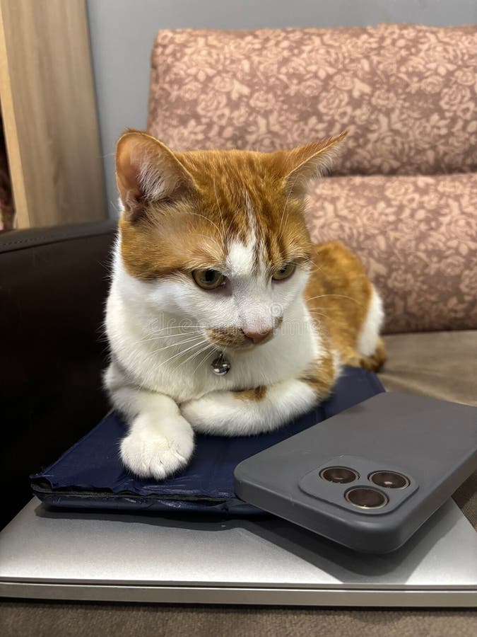 An Orange Cat is Lying on a Stack of Gadgets. the Cat is on a Laptop ...