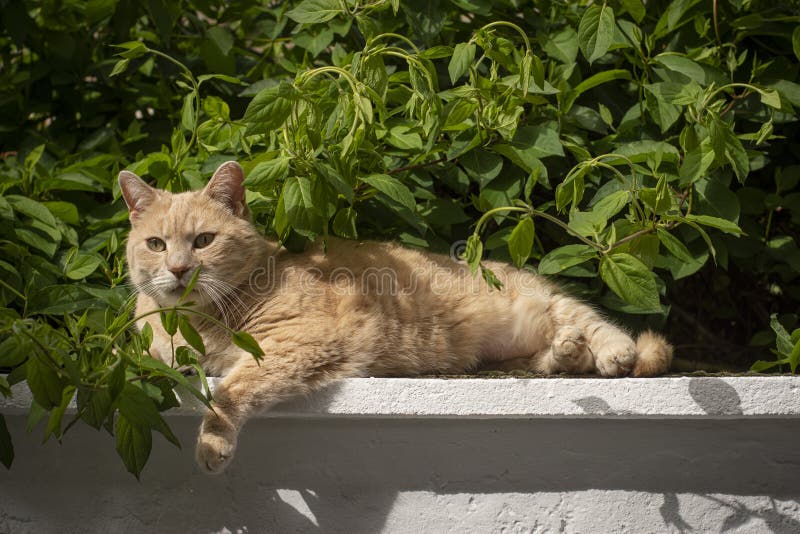 Orange Cat Lying on the Wall in the Bush Stock Photo - Image of ...