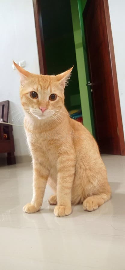 Orange cat mellow stock image. Image of mellow, home - 269072811