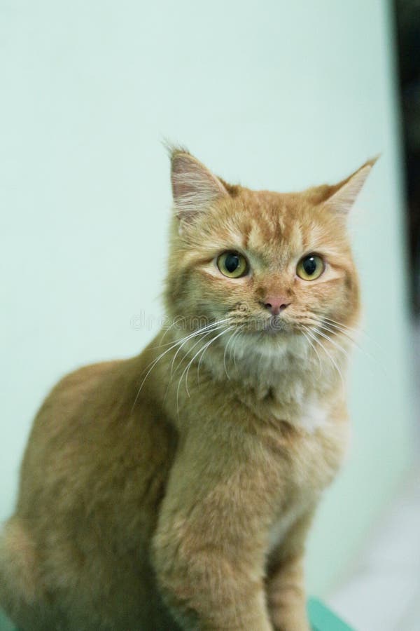 Orange Cat Meow stock image. Image of love, lover, catty - 319742009