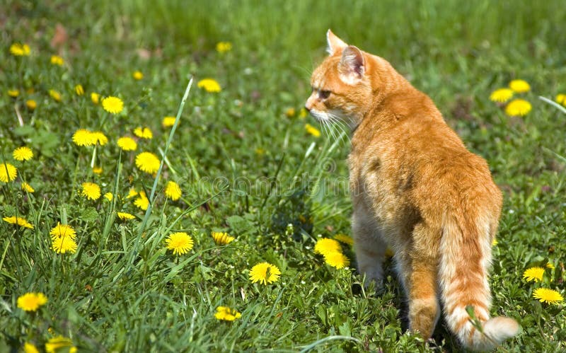Orange cat outdoor stock image. Image of gold, feline - 13403473