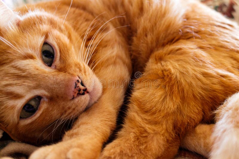 Manx cat - KIWI stock photo. Image of adorable, predator - 4002714