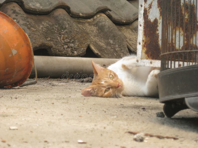 The Orange Cat is Playing Alone on the Roof Stock Image - Image of ...