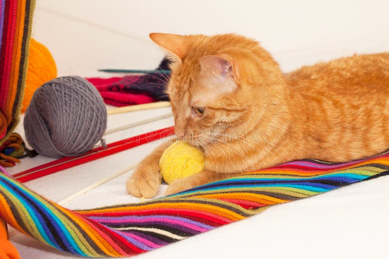 Orange Cat Playing with Wool Clews and Balls Stock Photo - Image of ...