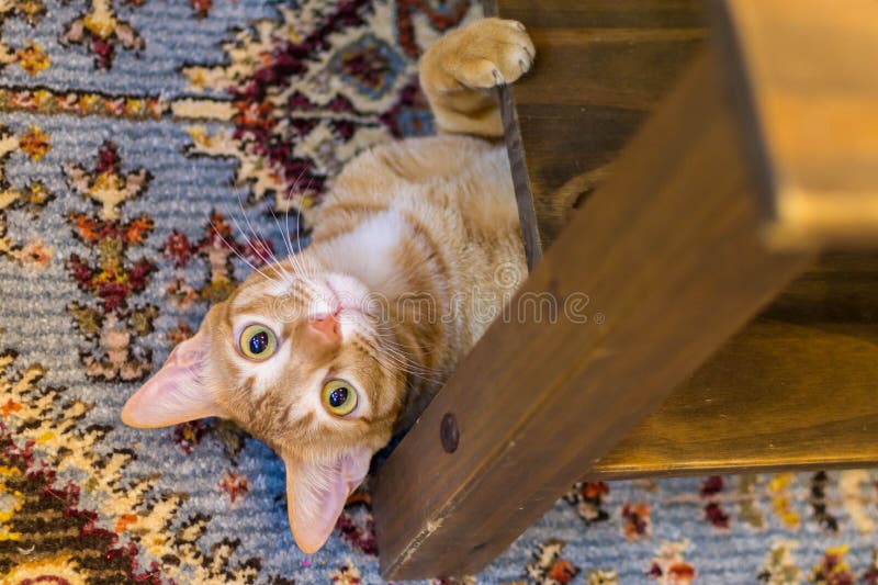 Orange Cat Poking His Head Out from Under a Table Stock Image - Image ...