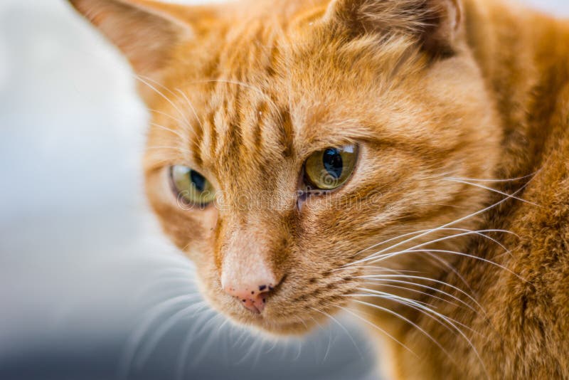 Orange cat portrait stock image. Image of purebred, happy - 119024067