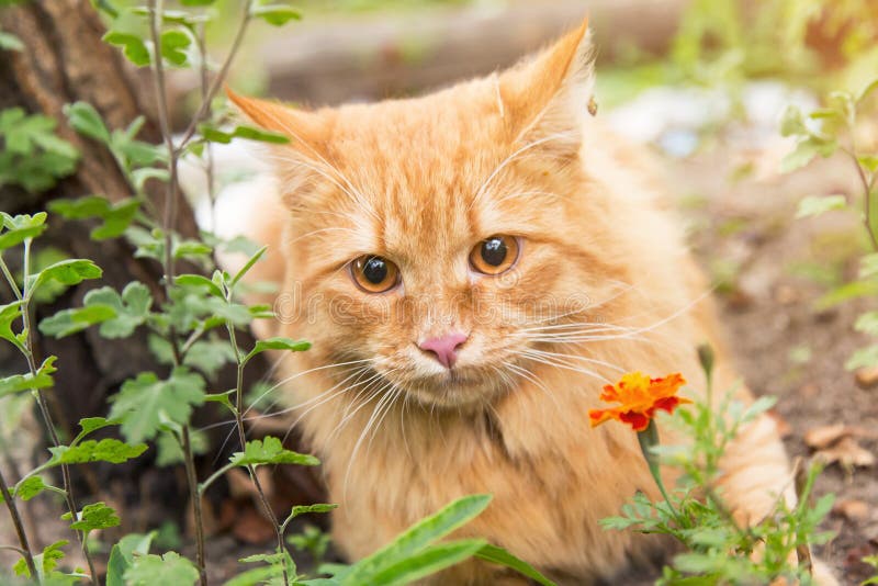 Orange Cat Portrait Close-up in Garden Stock Photo - Image of summer ...