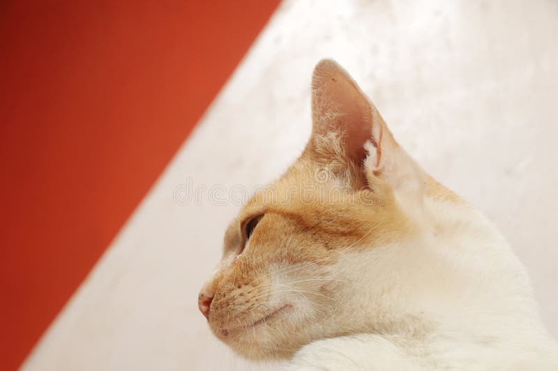 Orange Cat Pose Facing Sideways with Ears Erect Stock Photo - Image of ...