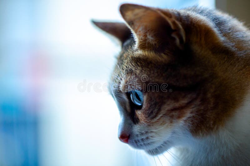 Orange Cat Profile stock photo. Image of white, face - 166197698