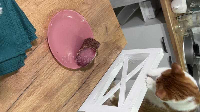 The Orange Cat is Pulling the Meat Towards Itself with Its Paw. the Cat ...