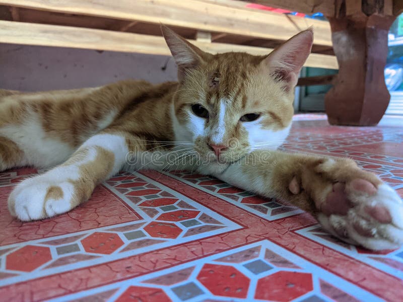 The Orange Cat is Relaxing Under the Table Stock Image - Image of ...