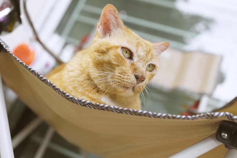 Orange Cat Resting on a Lawn Chair Stock Image - Image of forward ...