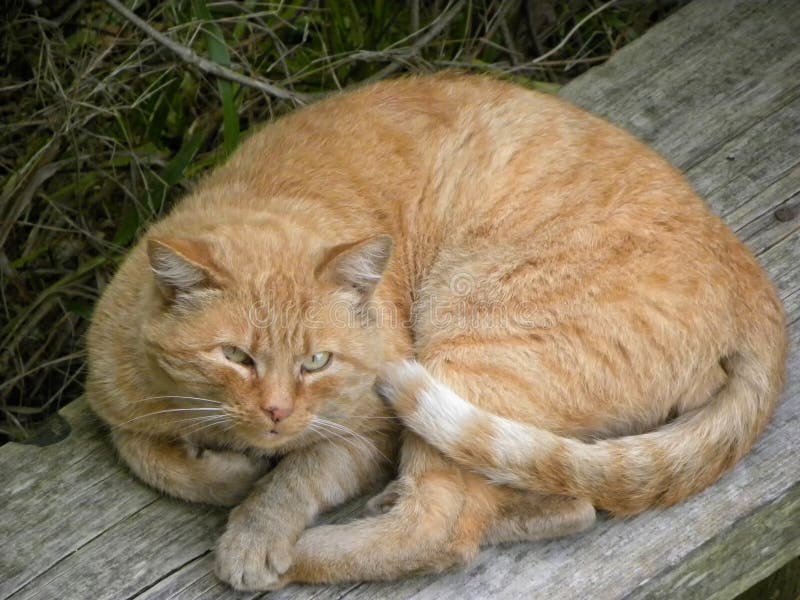 An Orange Cat Resting on a Wood Bench Stock Photo - Image of wood ...
