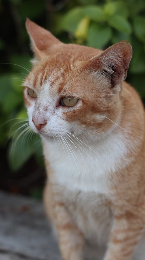 An Orange Cat with Sad Face Stock Image - Image of orange, kitten ...