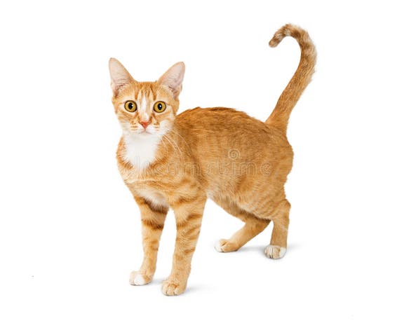 Orange Cat with Scared Look and Hunched Back Stock Image - Image of ...