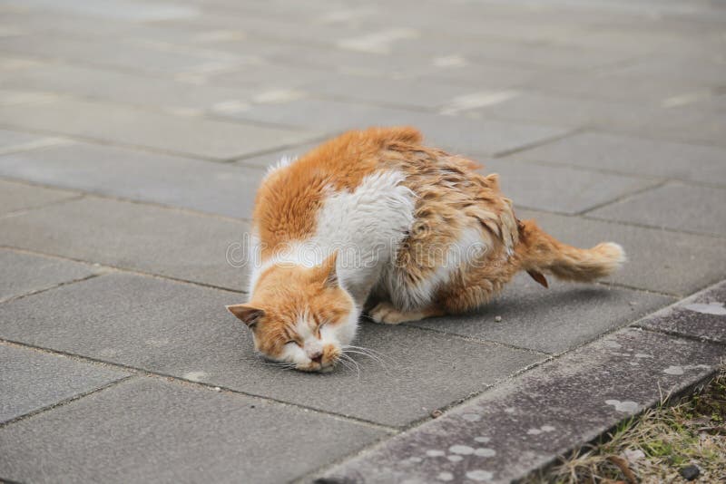 Orange Cat Scratching Fleas Stock Image - Image of cute, orange: 56054105