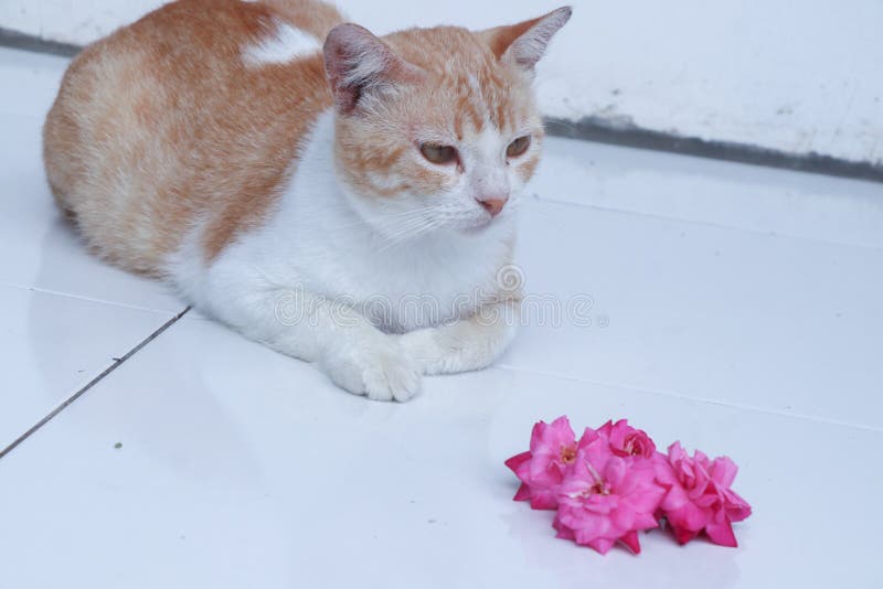 Orange Cat Sees Roses in Front of the House Stock Image - Image of ...