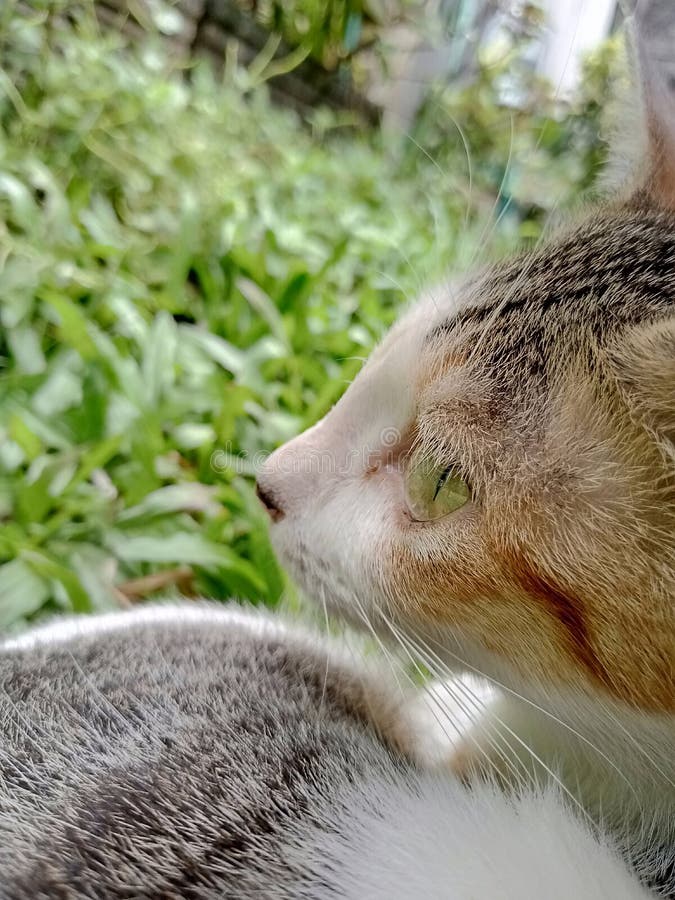 Orange cat with sharp gaze stock image. Image of gaze - 264883433