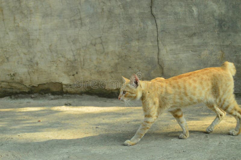 An Orange Cat with a Short Tail Was Passing by Stock Image - Image of ...