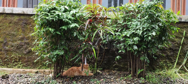 A Orange Cat Sit Under a Bamboo Tree Stock Photo - Image of bamboo ...