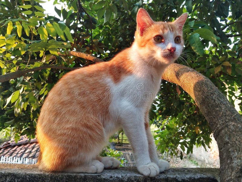 Orange Cat Sit on the Wall, Low Angle View Stock Image - Image of ...