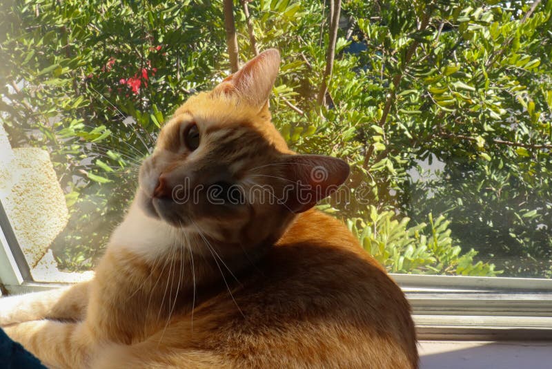 An Orange Cat Sits in the Window Stock Image - Image of feline, furry ...