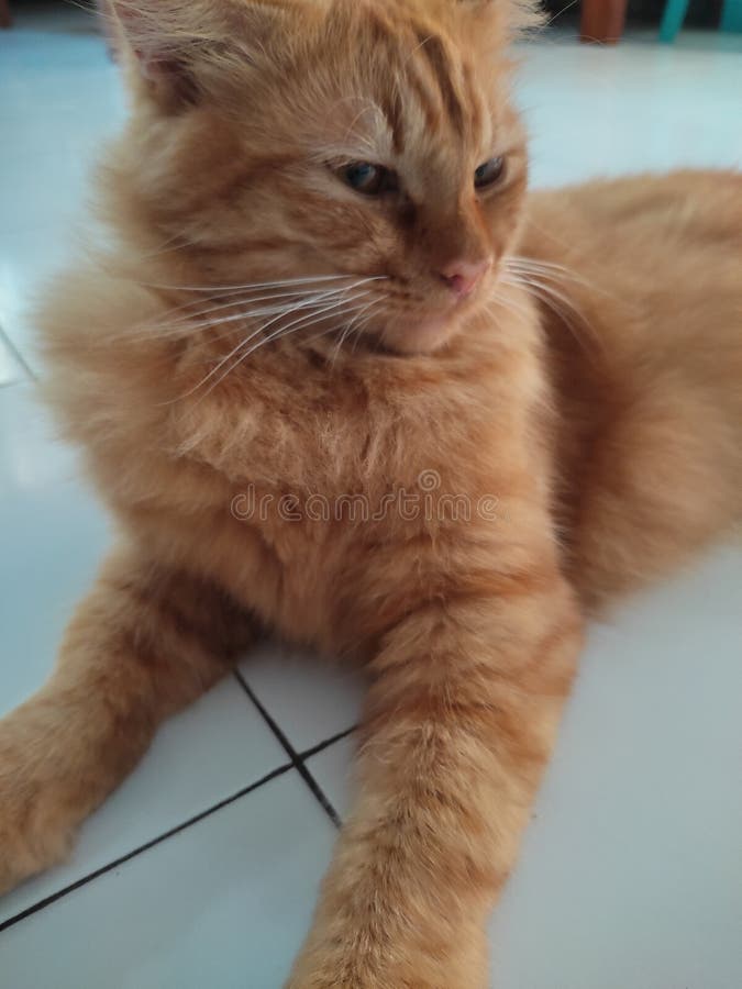 Orange Cat Sitting Alone on the Floor Stock Photo - Image of floor ...