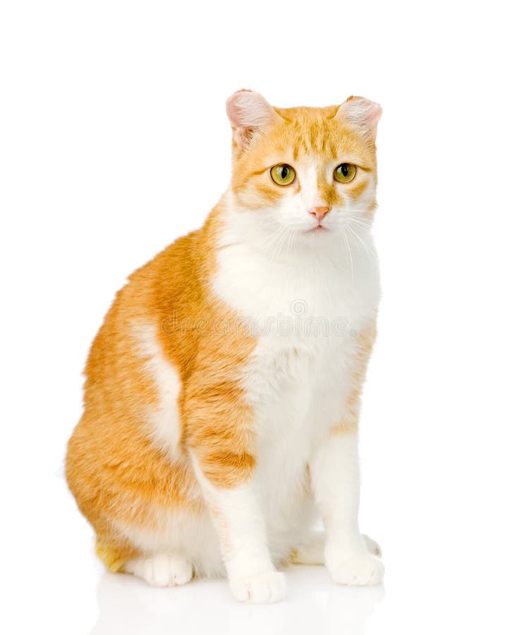 Orange Cat Sitting in Front. on White Background Stock Image - Image of ...