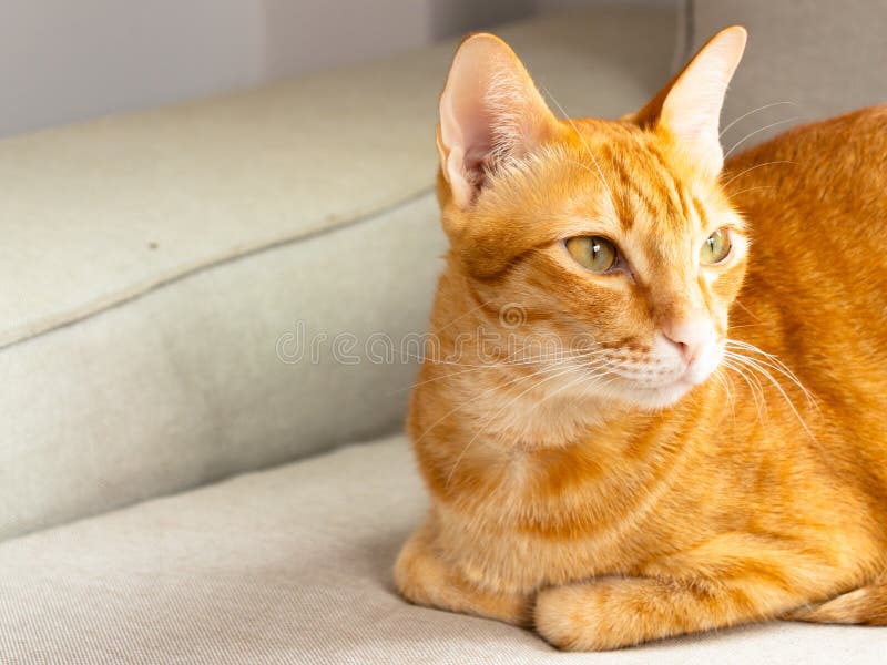 Orange Cat Sitting on the Gray Sofa Stock Photo - Image of animal ...