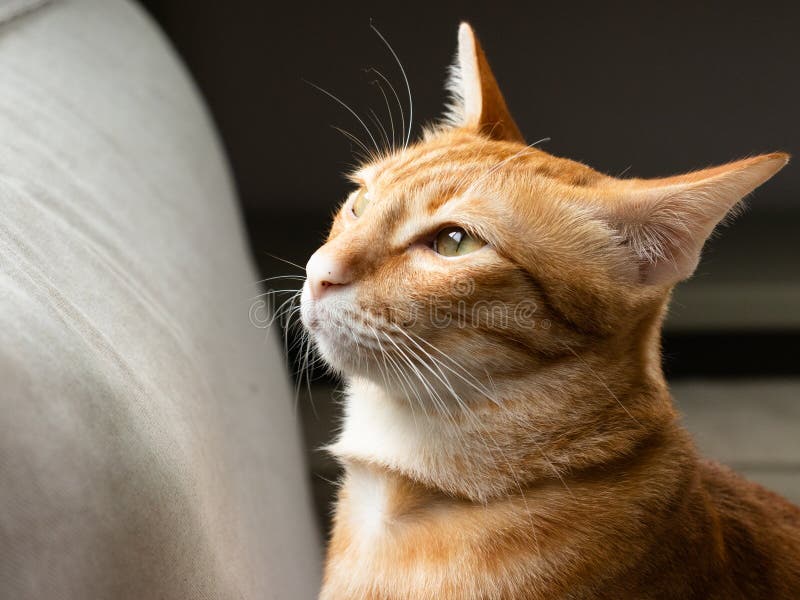 Orange Cat Sitting on the Gray Sofa Stock Image - Image of family, cute ...