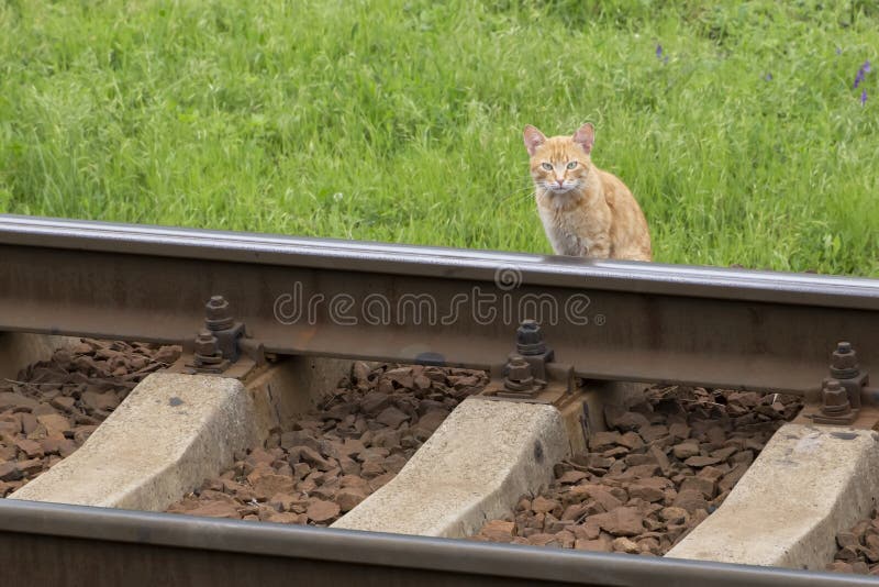 Orange Cat Sitting at Railway Stock Image - Image of transportation ...