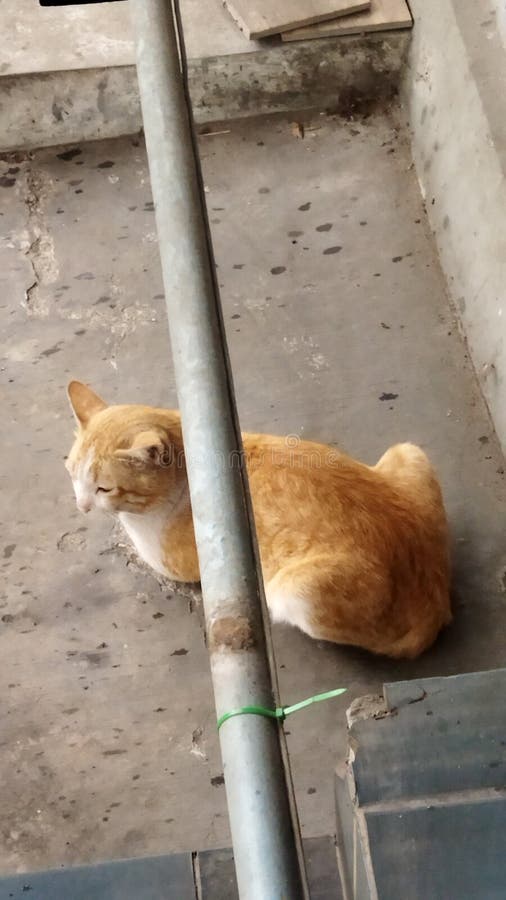 Orange Cat Sitting Street Meow Stock Image - Image of orange, street ...